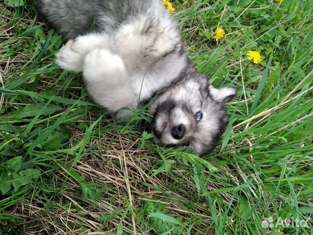 Маламут и кавказец