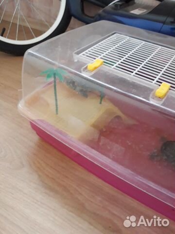 Продам 2 красноухие черепахи