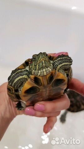 Черепаха