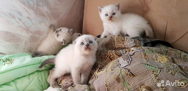 Шотландский блю поинт фолд и страйт