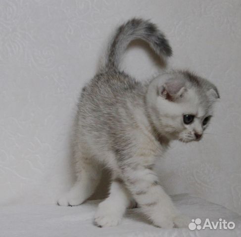 Шотландские Вислоухие котята