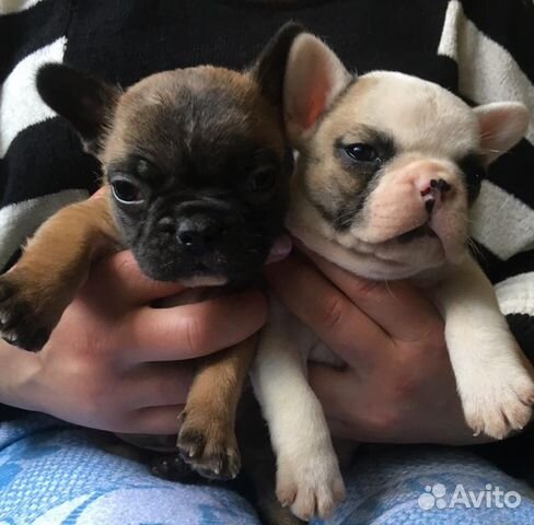 Французики