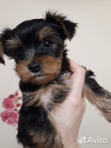 Мальчишки йорки