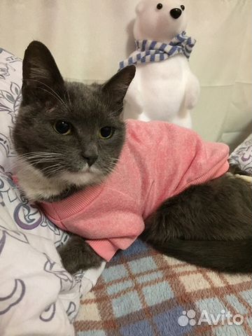Ласковая кошка в добрые руки
