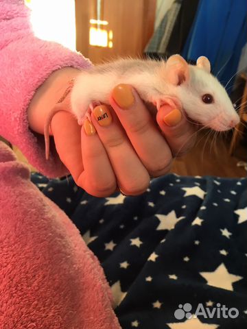 Крысы Дамбо