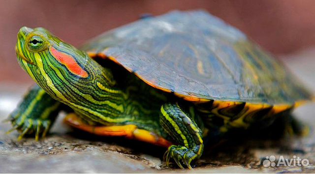 Красноухие черепахи