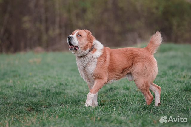 Джасар - молодой кобель алабая в дар
