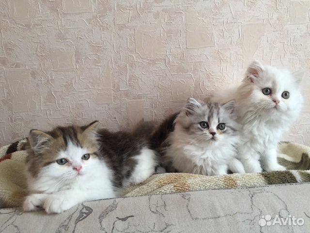 Персидские котята