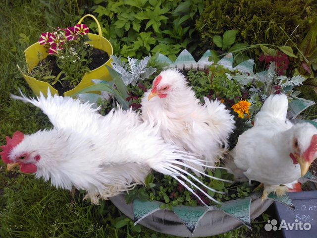 Шершетки,кудрявые петушки