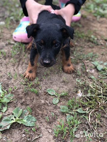 Продадим щенка(2мес.) сучка