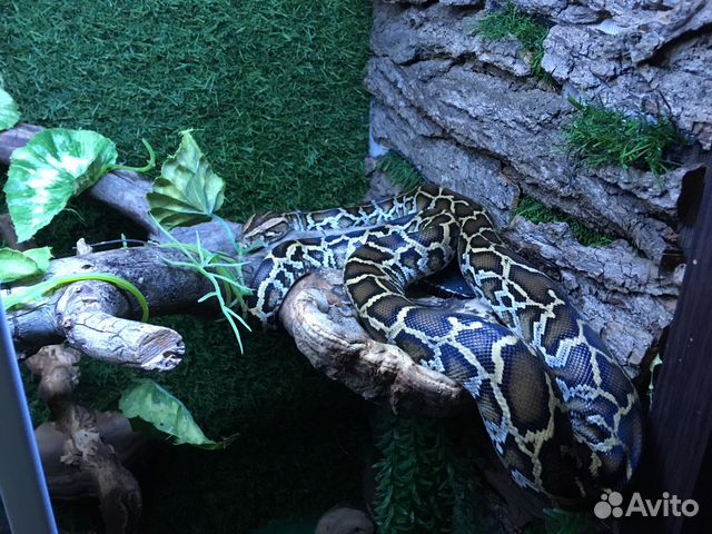 Тигровый питон