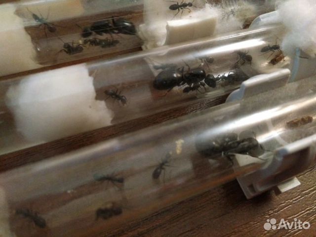 Продам маток муравья