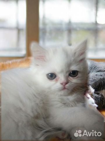 Котенок, девочка, метис экзота с ангорой