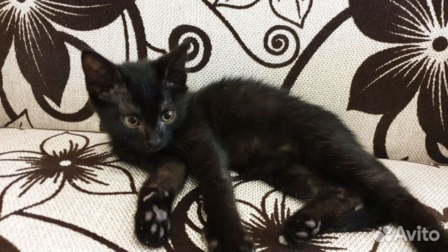 Котенок в добрые руки