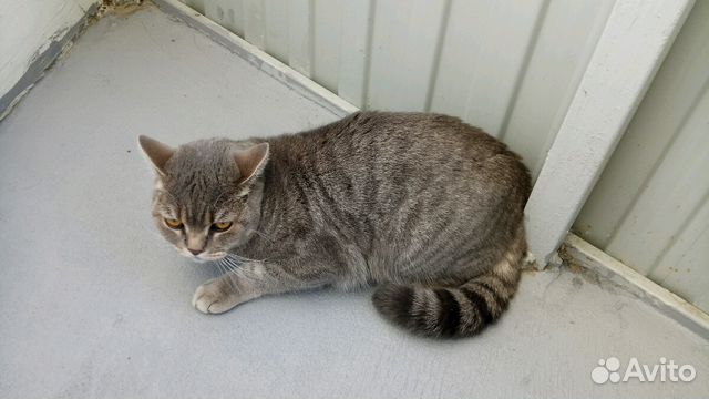 Кот породы шотландский прямоухий(скоттиш-страйт)