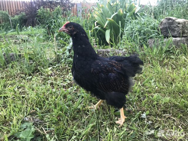 Молодой петушок Барневельдер