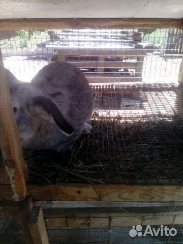 Кролики самец и две самки