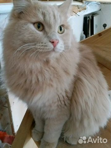 Молодой шикарный котэ