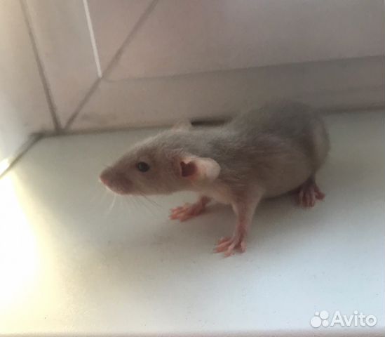 Крыса Дамбо