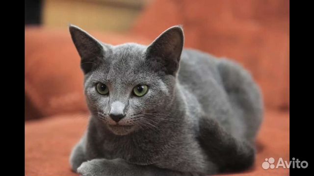 Кот Русская голубая