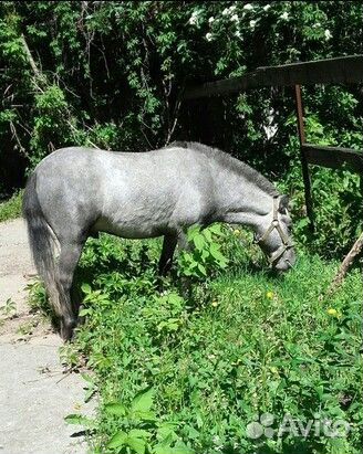 Продается пони