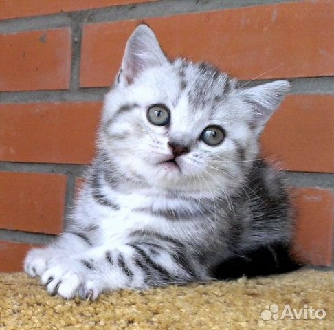 Шотландские плюшки