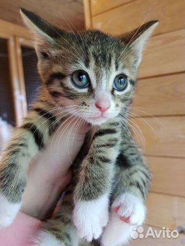 Котята, маленькие пончики ищут дом