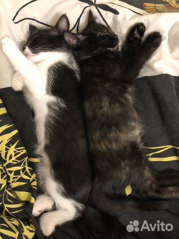 Котёнок