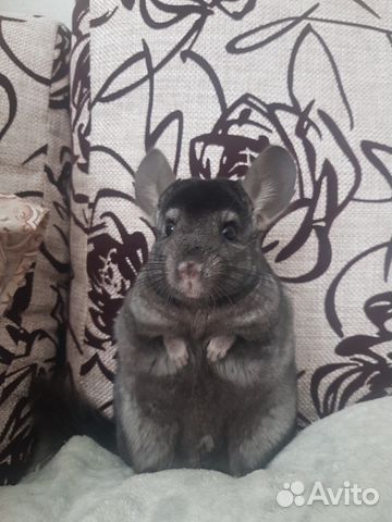 Шиншиллы пара