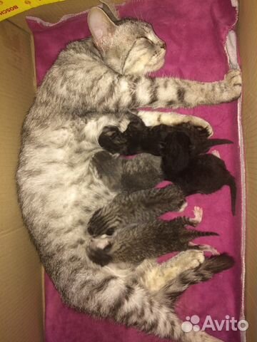 Отдам котяток в добрые руки бесплатно