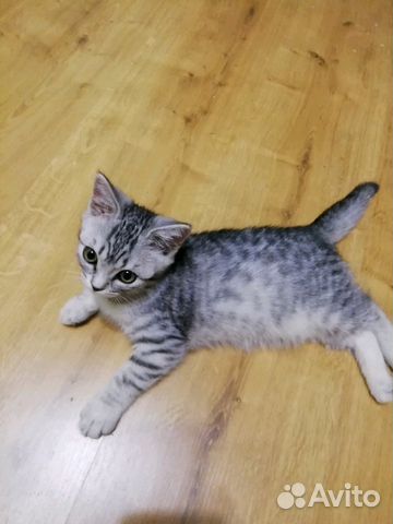 Котенок, наполовину британец