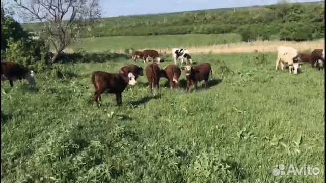 Бычки