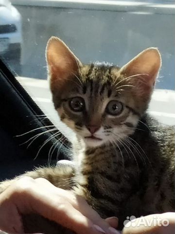 Шикарная девочка Катюша - полосатый тигренок