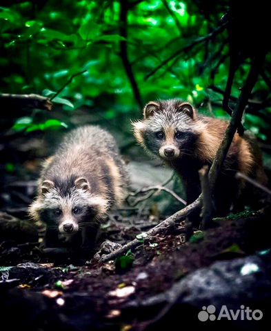 Енотовидные собаки.(тануки)