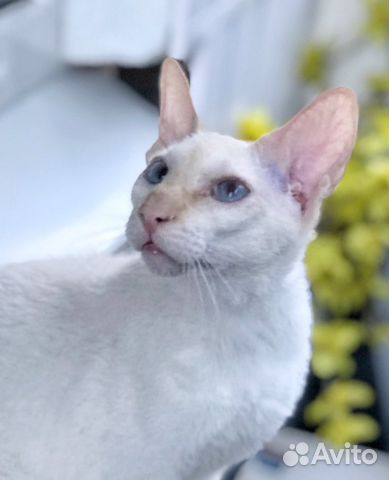 Котята петербургского сфинкса