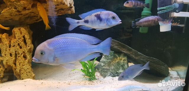 Голубые дельфины.малавийские цыхлиды