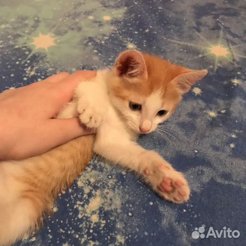 Котенок в дар