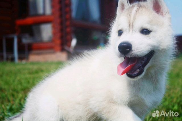 Щенки сибирской хаски