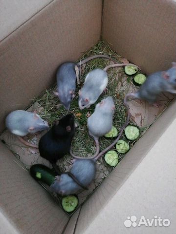 Продаются крысы,по штучно. 5 мальчиков и 2 девочки