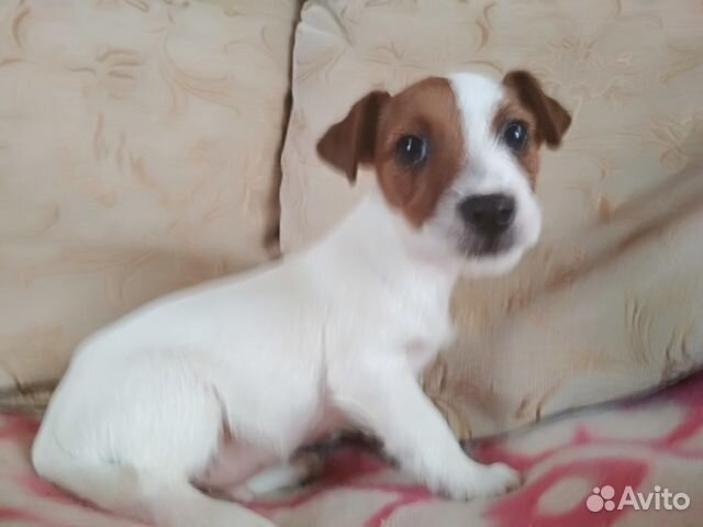 Крутые щенки джек рассела мальчишка