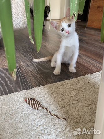 Самый милый котёнок лета)