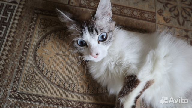 Моника ищет дом