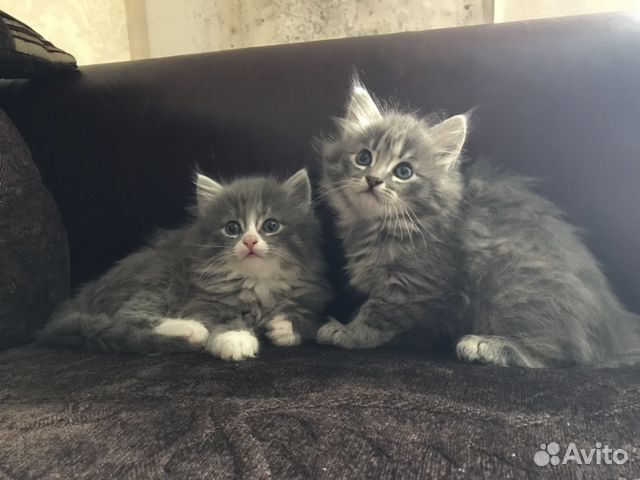 Котята