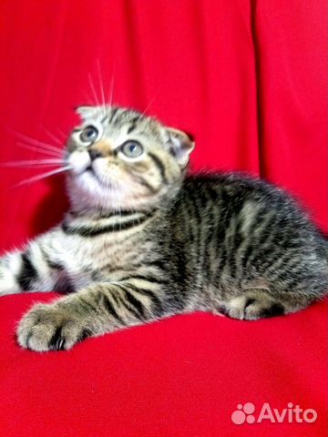 Домашний тигренок