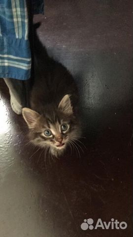 Котята