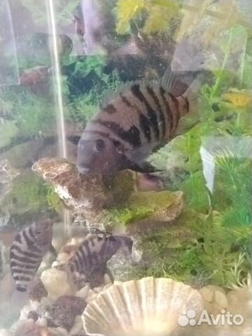 Отдам Цихлид