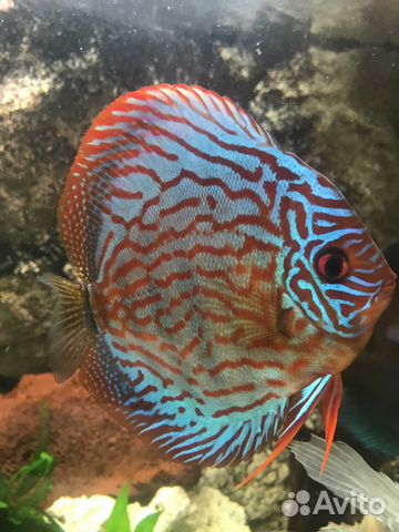 Дискус туркис синий