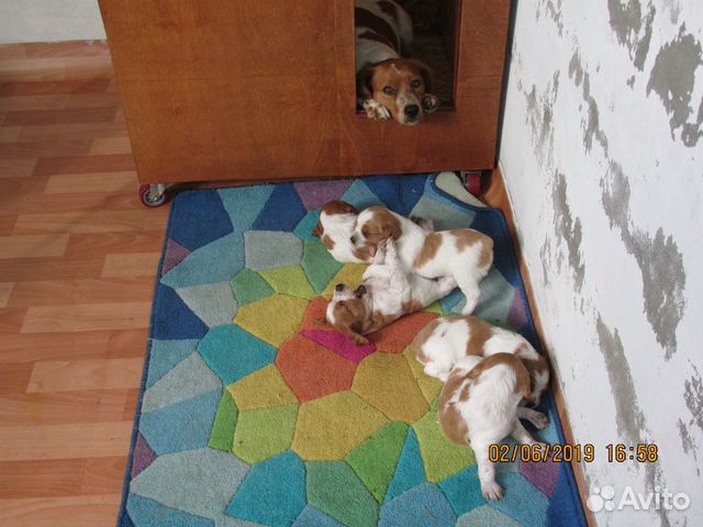 Бретонский эпаньоль, щенки