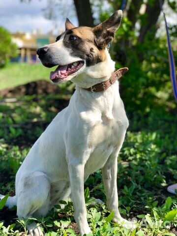 Супер охранница Собака на охрану