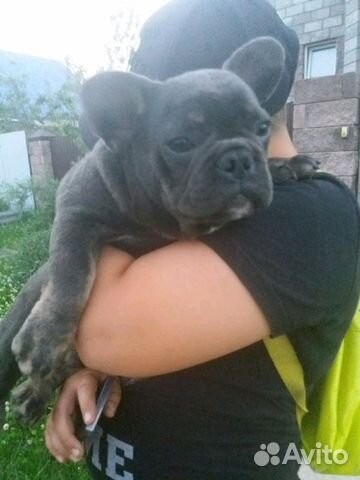 Мальчик голубой с подпалом 4.5 мес